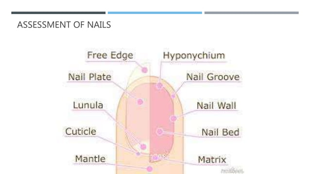 Clinical Assessment of integumentary system | PPT
