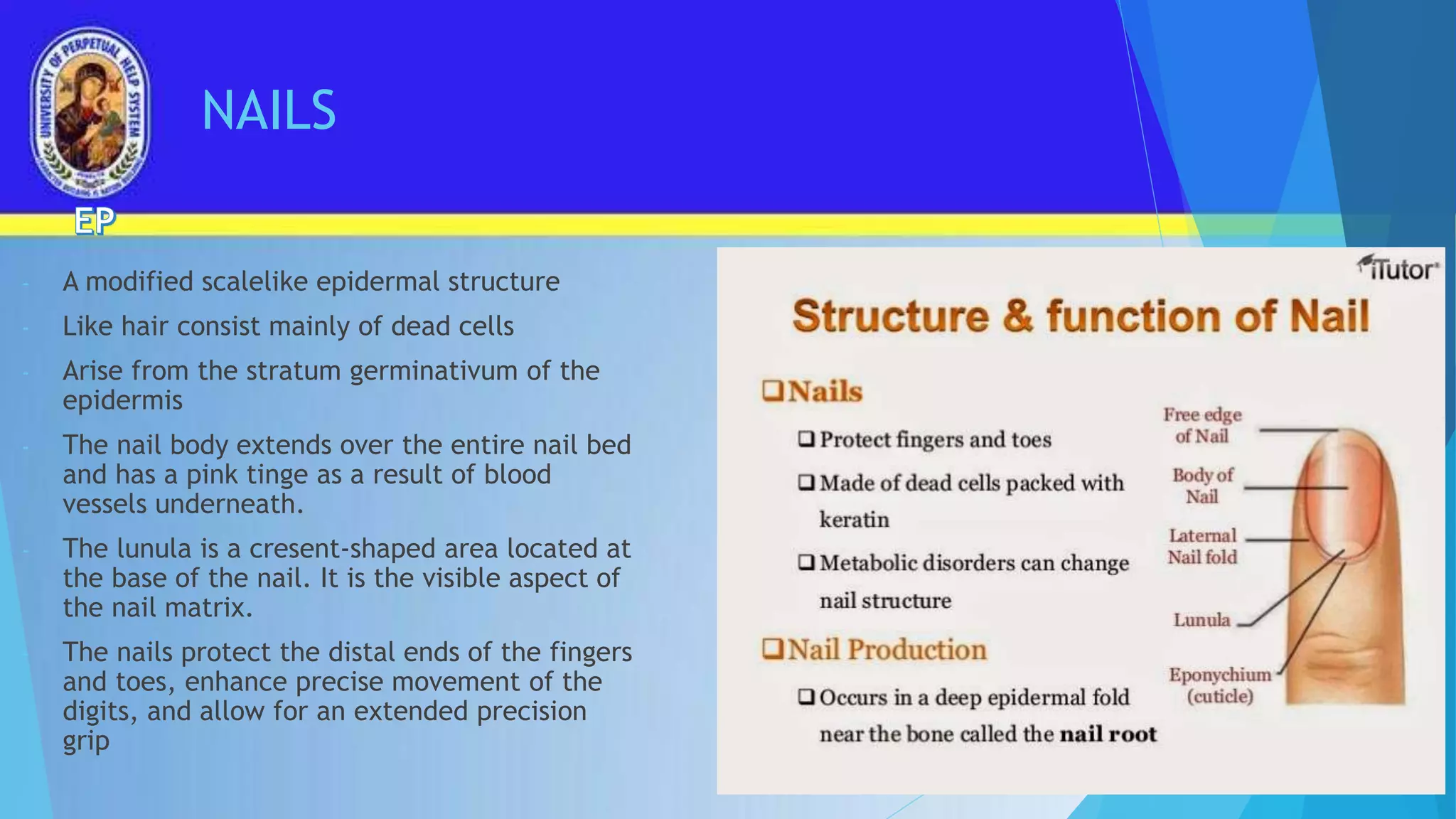 Assessment of Nails.pptx