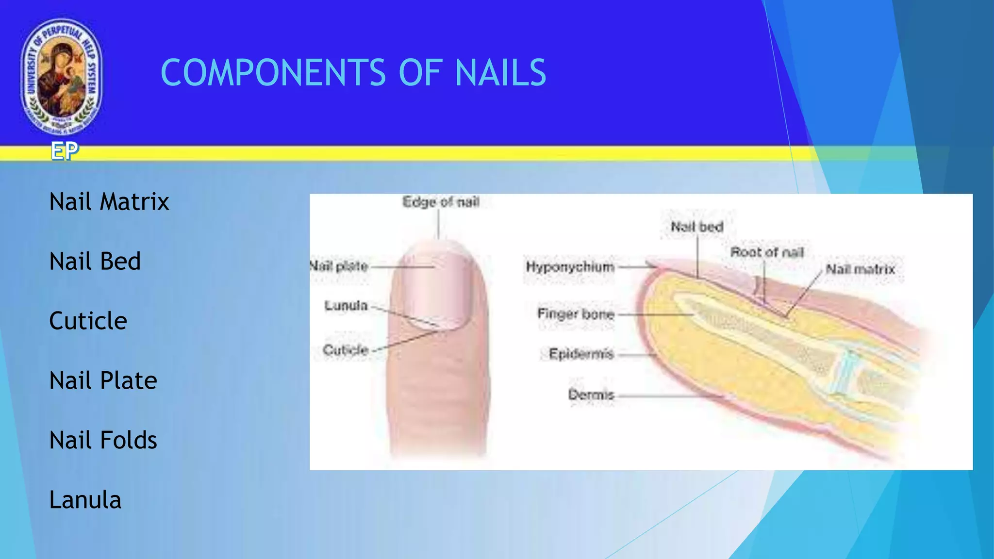 Assessment of Nails.pptx