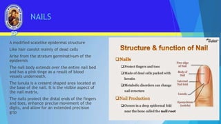 Assessment of Nails.pptx | Nail Care | Beauty