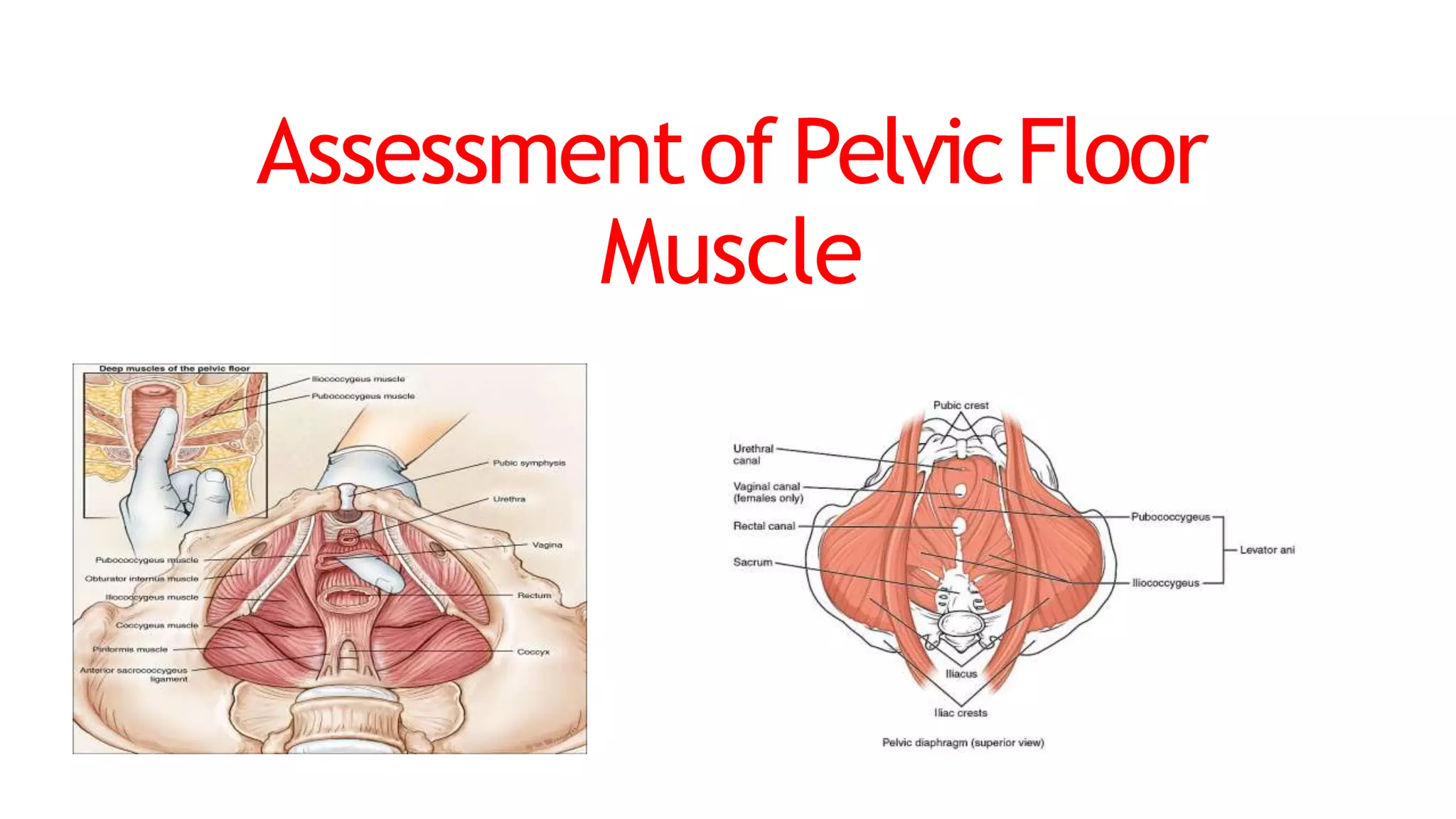 Assessment of Pelvic Floor Muscle.pptx