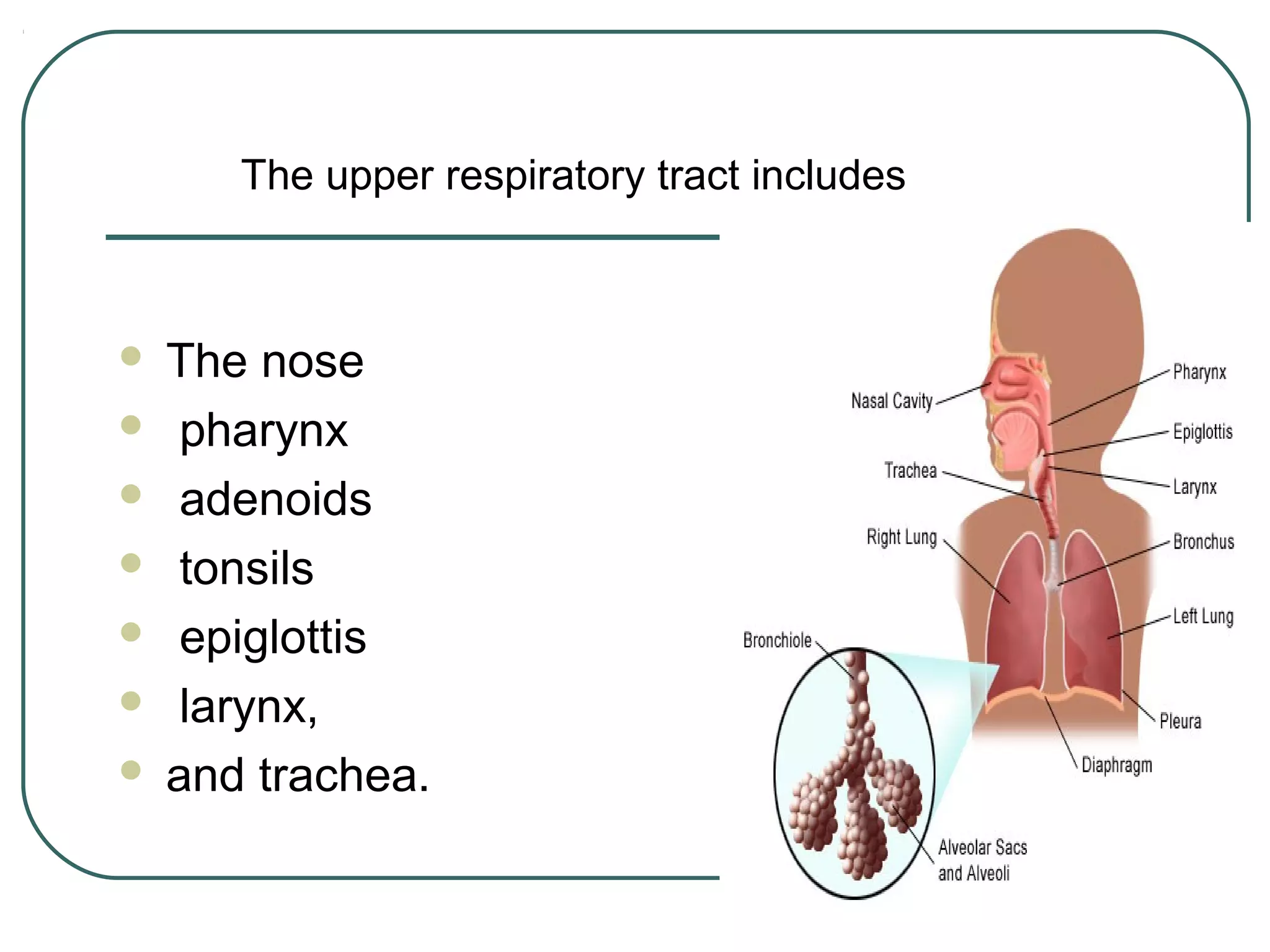 Assessment of respiratory system | PPT