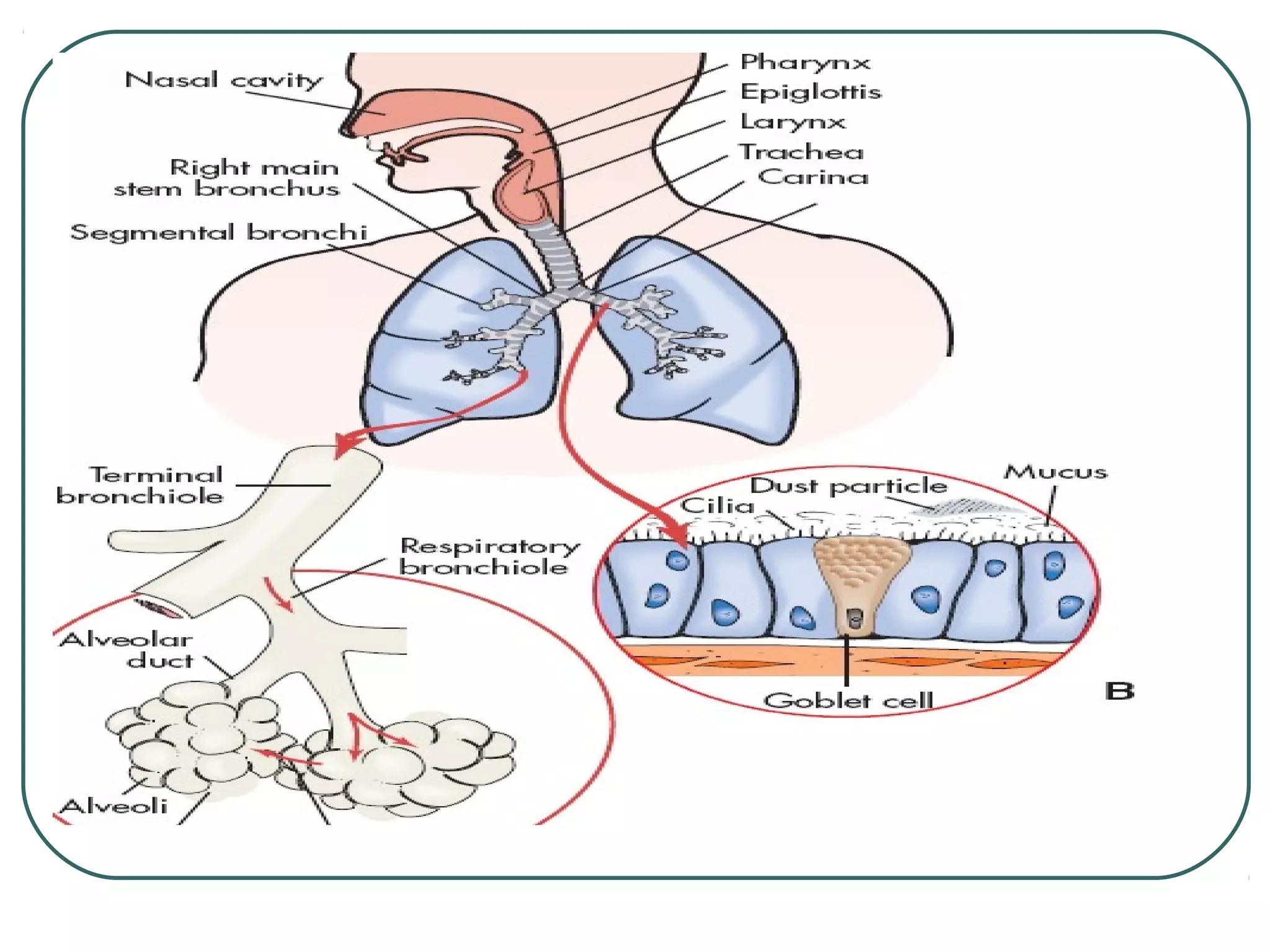Assessment of respiratory system | PPT