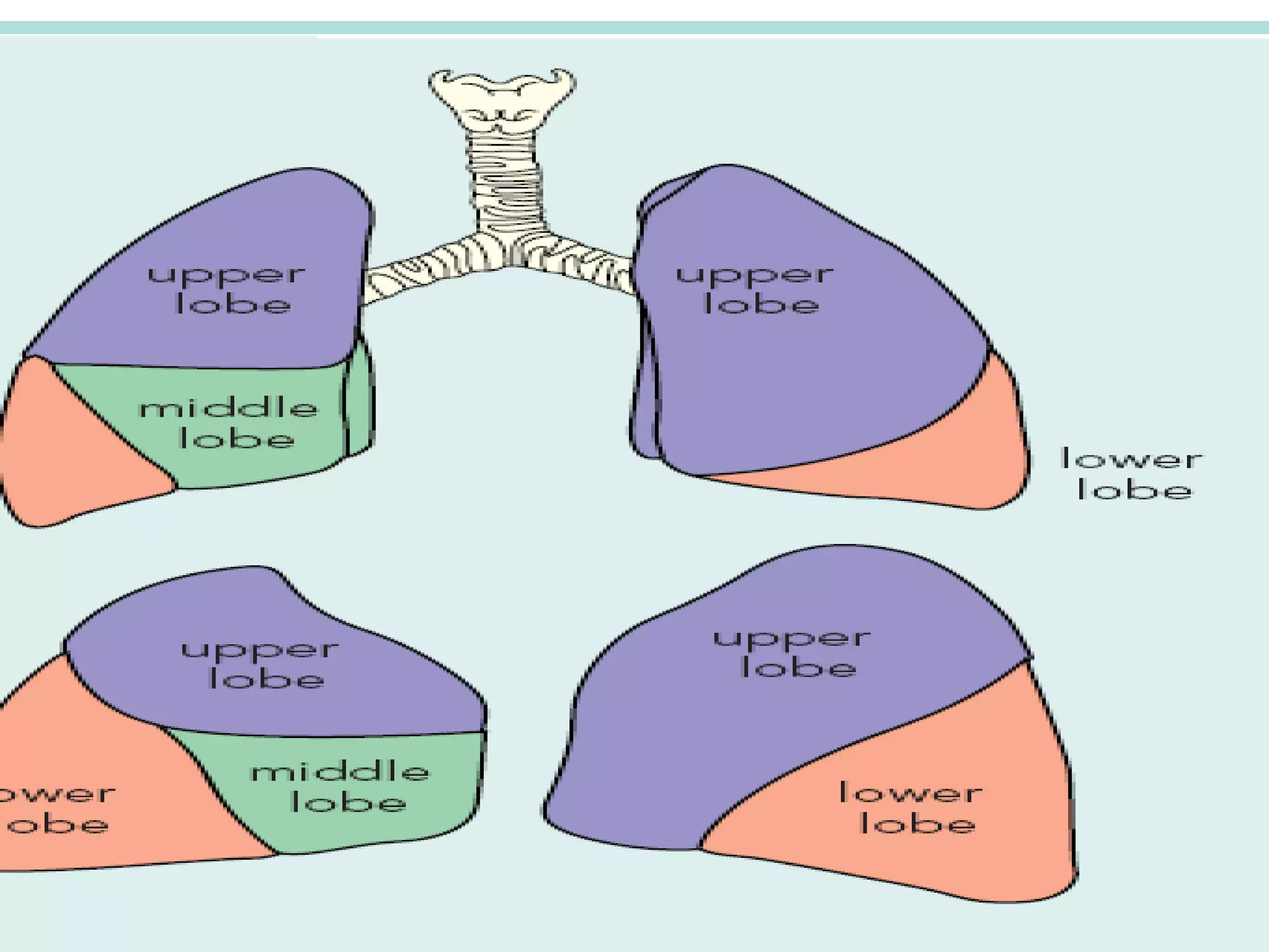 Assessment of respiratory system