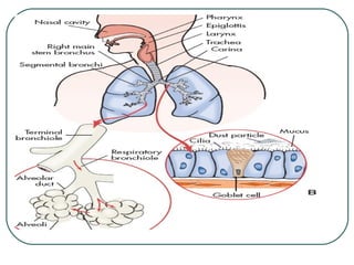 Assessment of respiratory system | PPT
