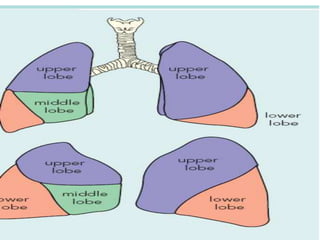 assessment_of_respiratory_system.ppt
