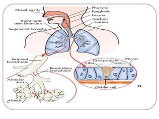 assessment_of_respiratory_system.ppt