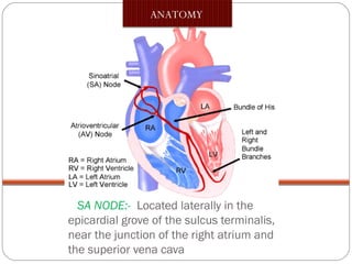 Assessment of sa node and av node dr.i tammi raju | PPT