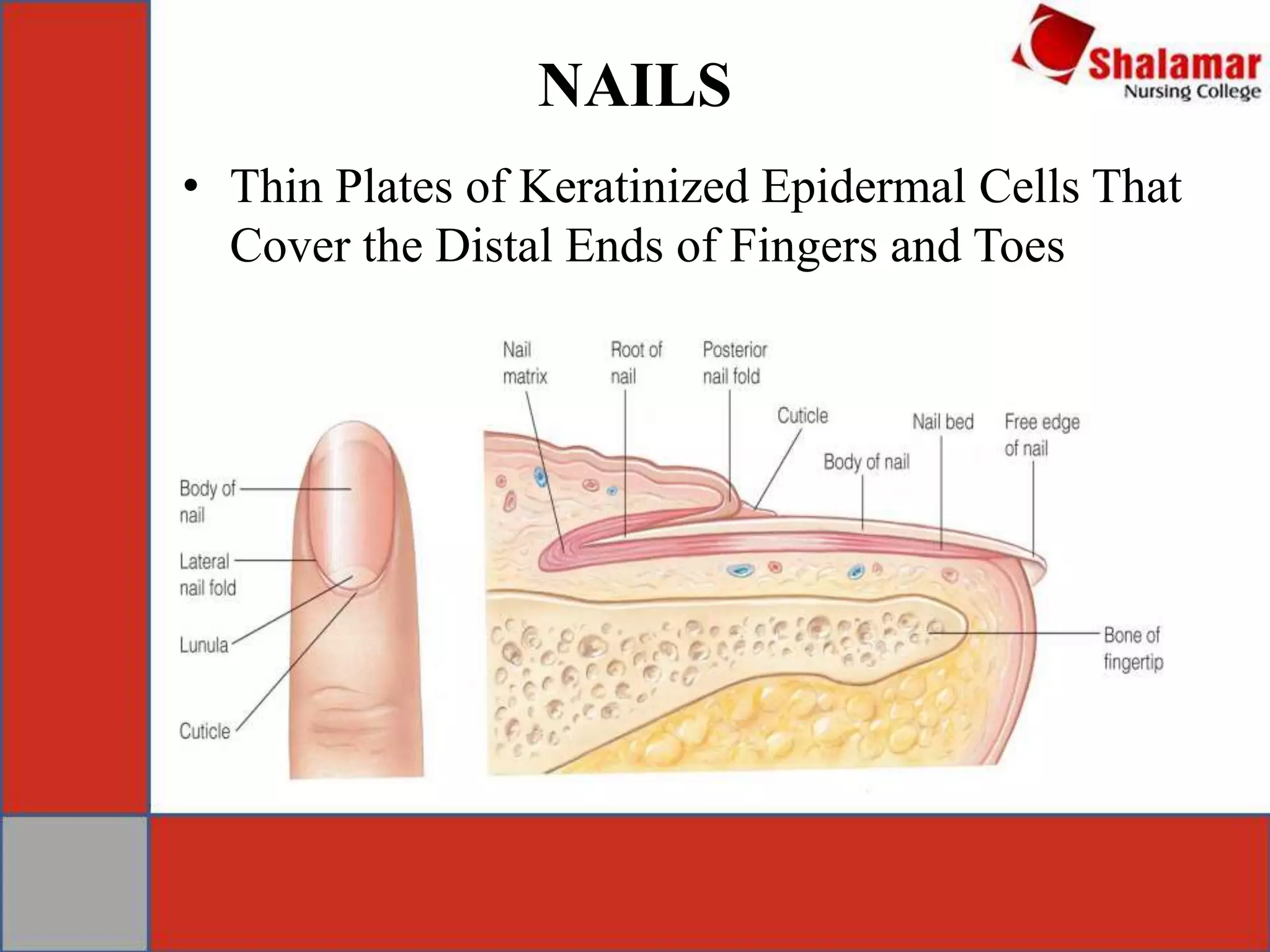 Assessment of Skin, Hairs & Nails. | PPTX