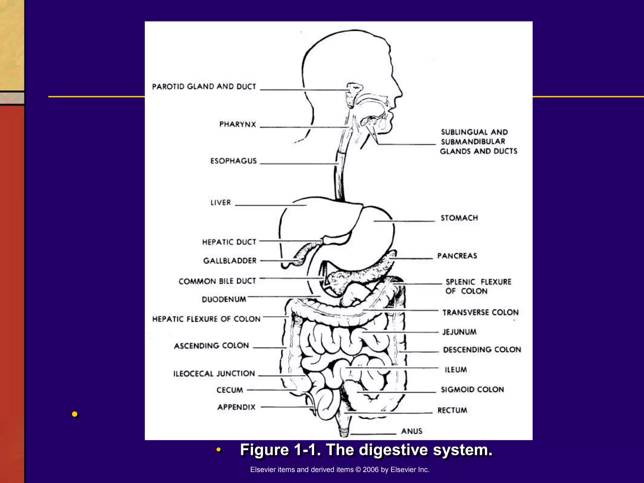Assessment of the Gastrointestinal System.ppt