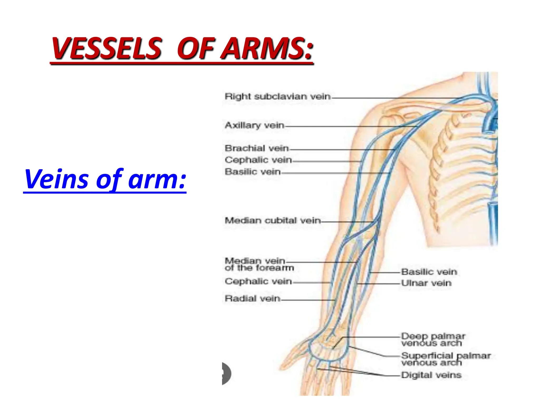 Assessment of peripheral vascular system | PPTX