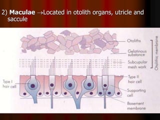Assessment of vestibular function test | PPT