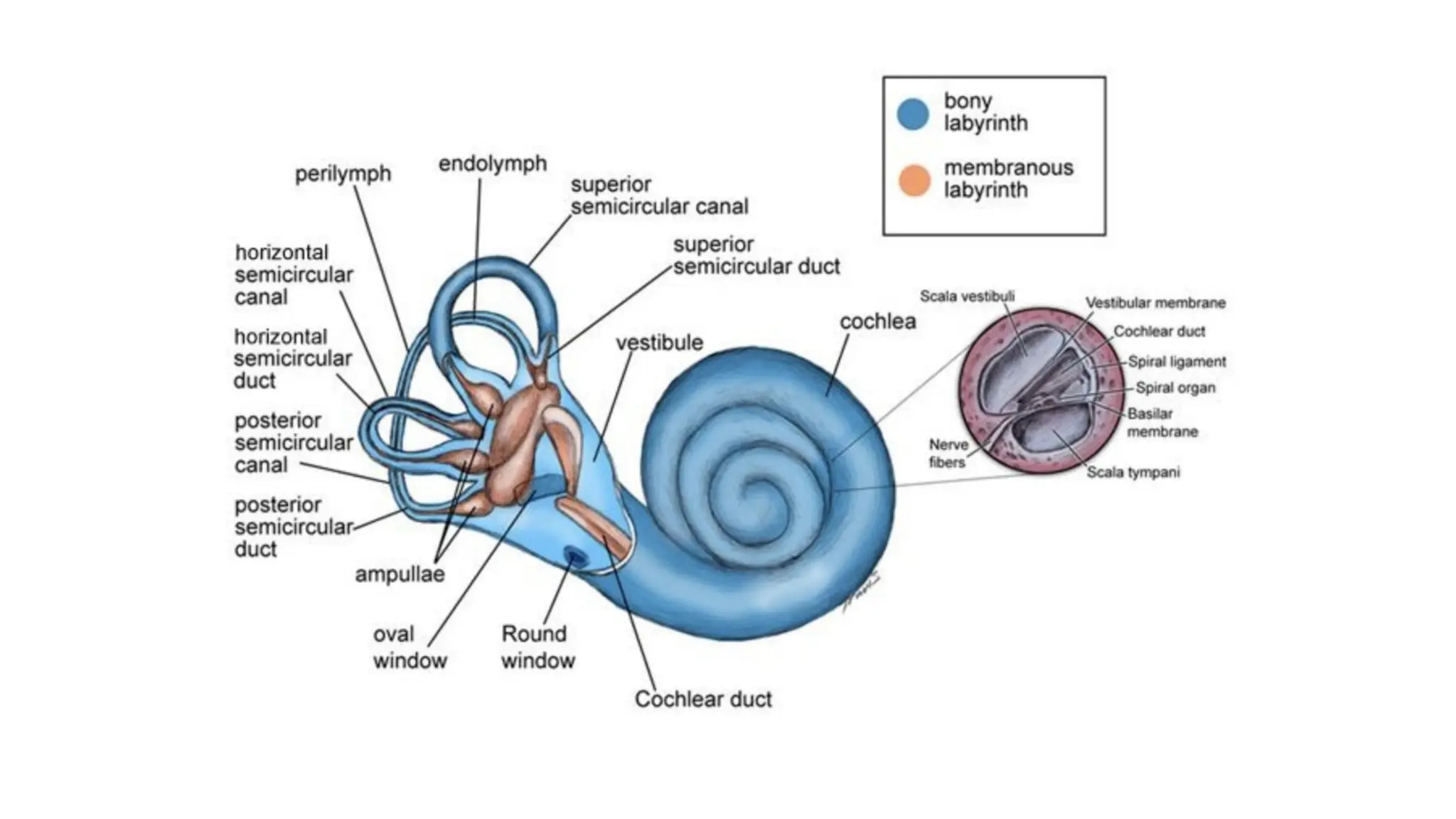 Assessment of Vestibular system UG MBBS.pptx