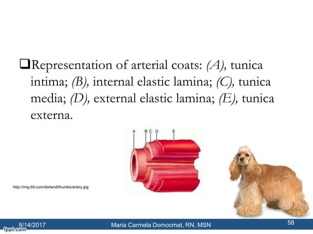 Assessment peripheral blood vessel
