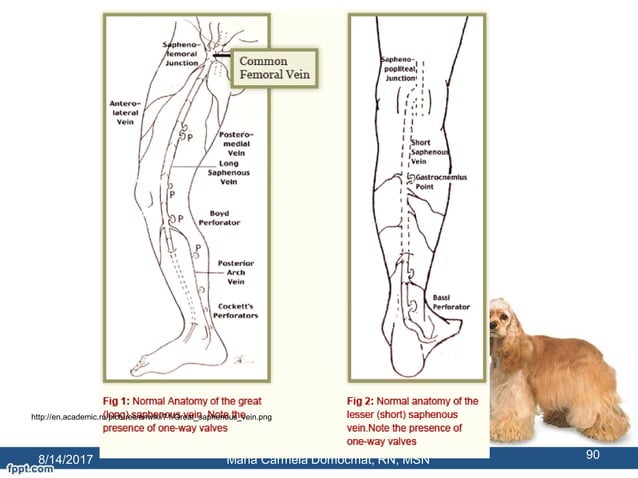 Assessment peripheral blood vessel