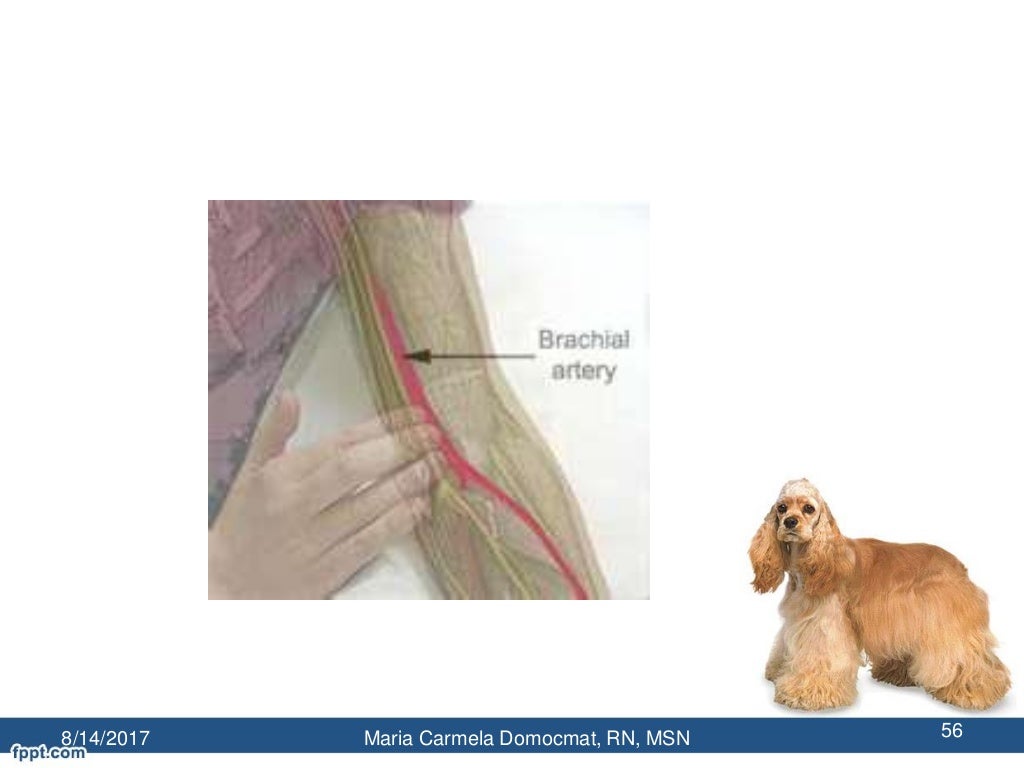 Assessment peripheral blood vessel