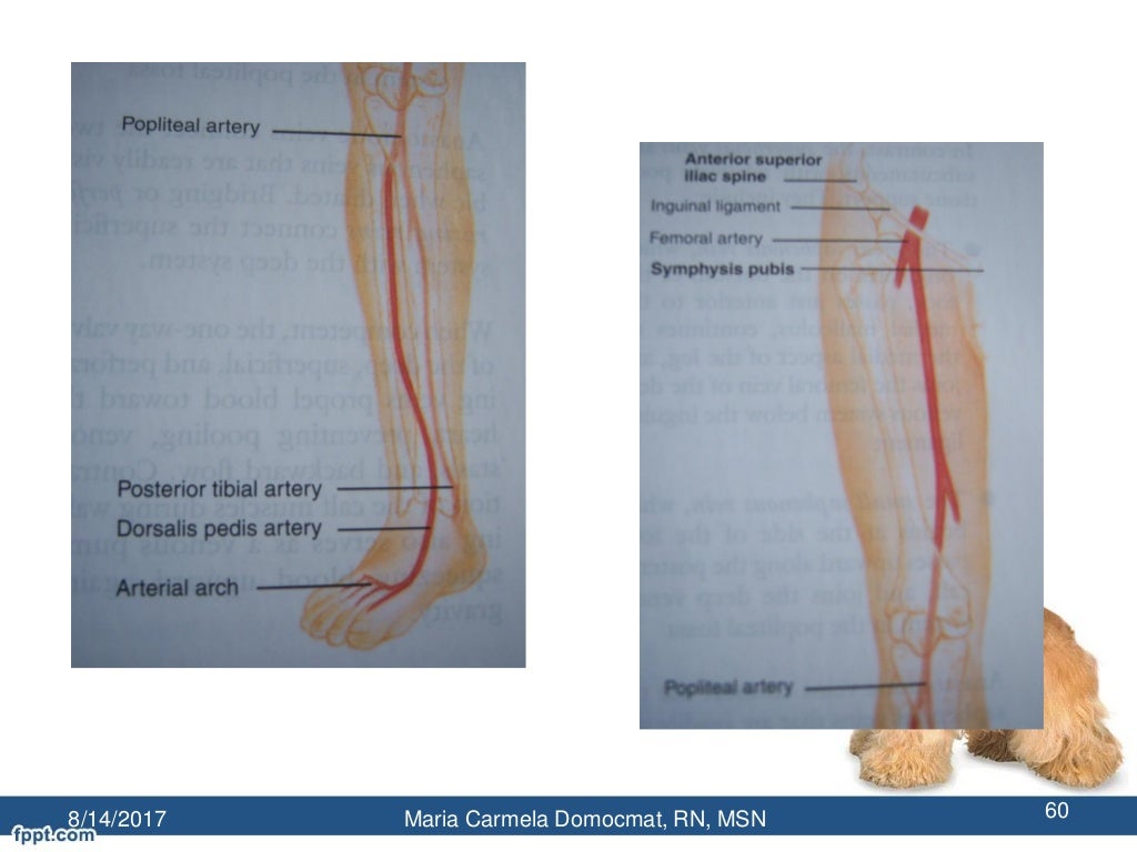 Assessment peripheral blood vessel