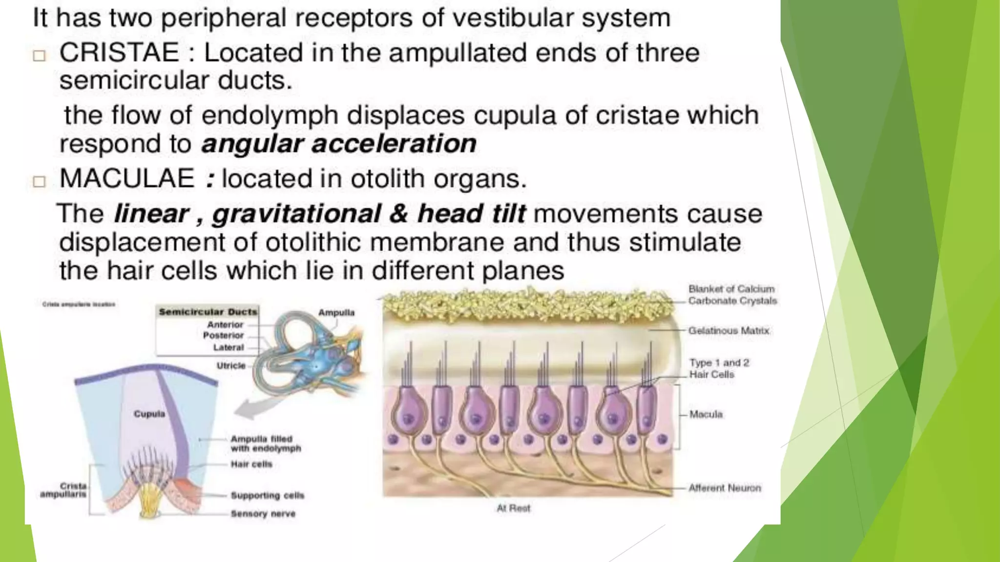 Assessment of vestibular system | PPTX