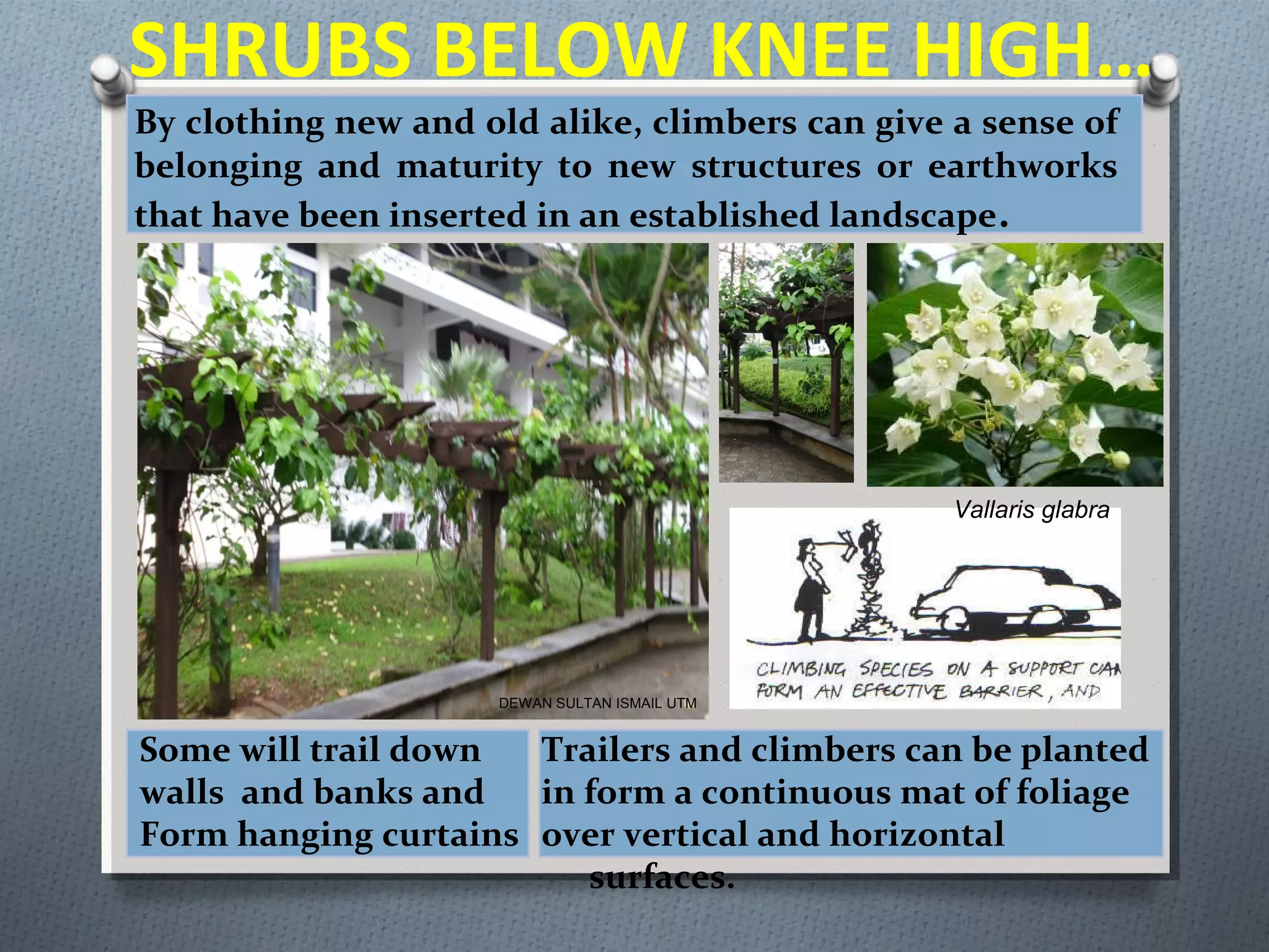 lecture 4 : types of planting design | PPT