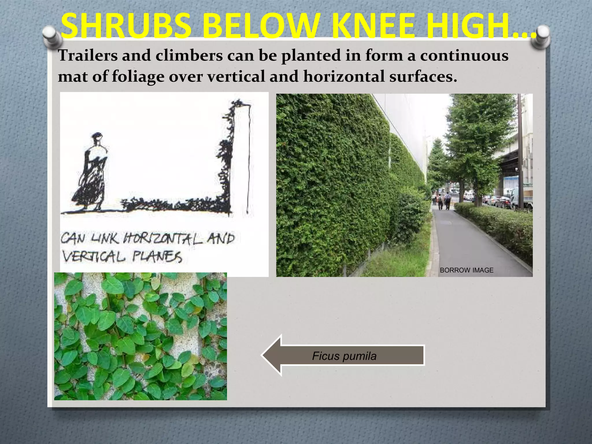 lecture 4 : types of planting design | PPT