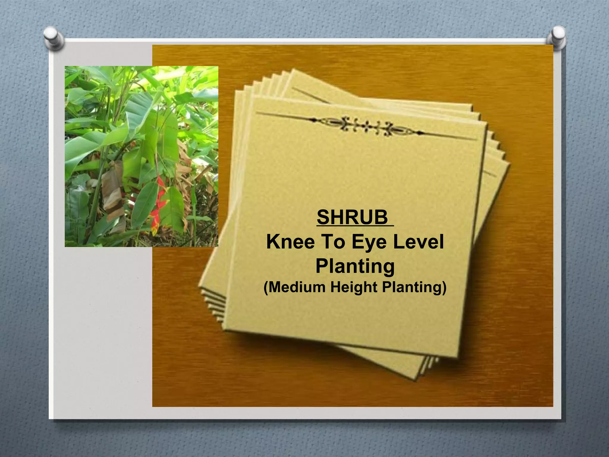 lecture 4 : types of planting design | PPT | Gardening | Home & Garden