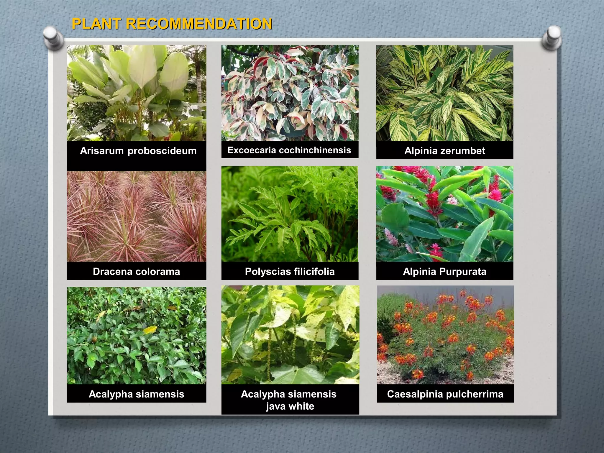 lecture 4 : types of planting design | PPT