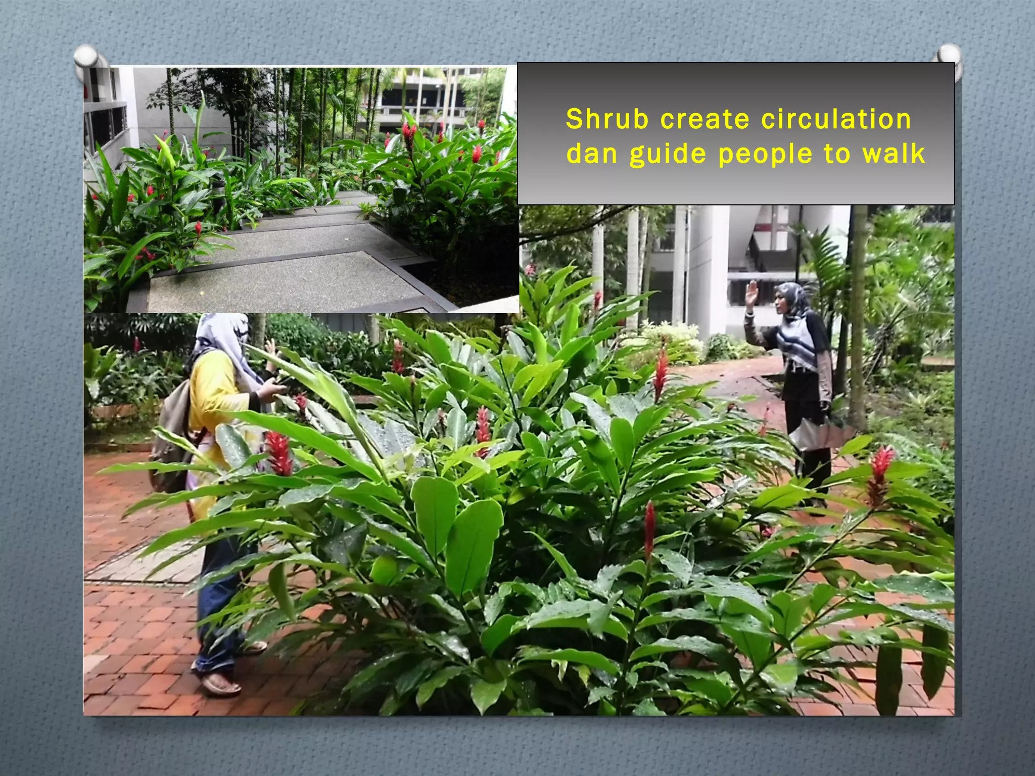 lecture 4 : types of planting design | PPT