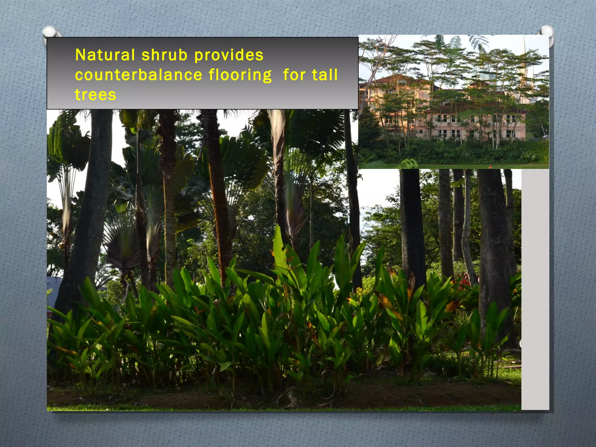 lecture 4 : types of planting design | PPT