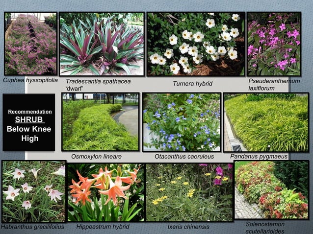 lecture 4 : types of planting design | PPT | Gardening | Home & Garden