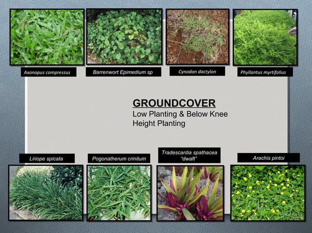 lecture 4 : types of planting design | PPT | Gardening | Home & Garden