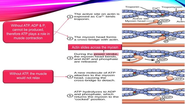 ATP & The Heart (Application of Electrocemistry Principle) | PPT