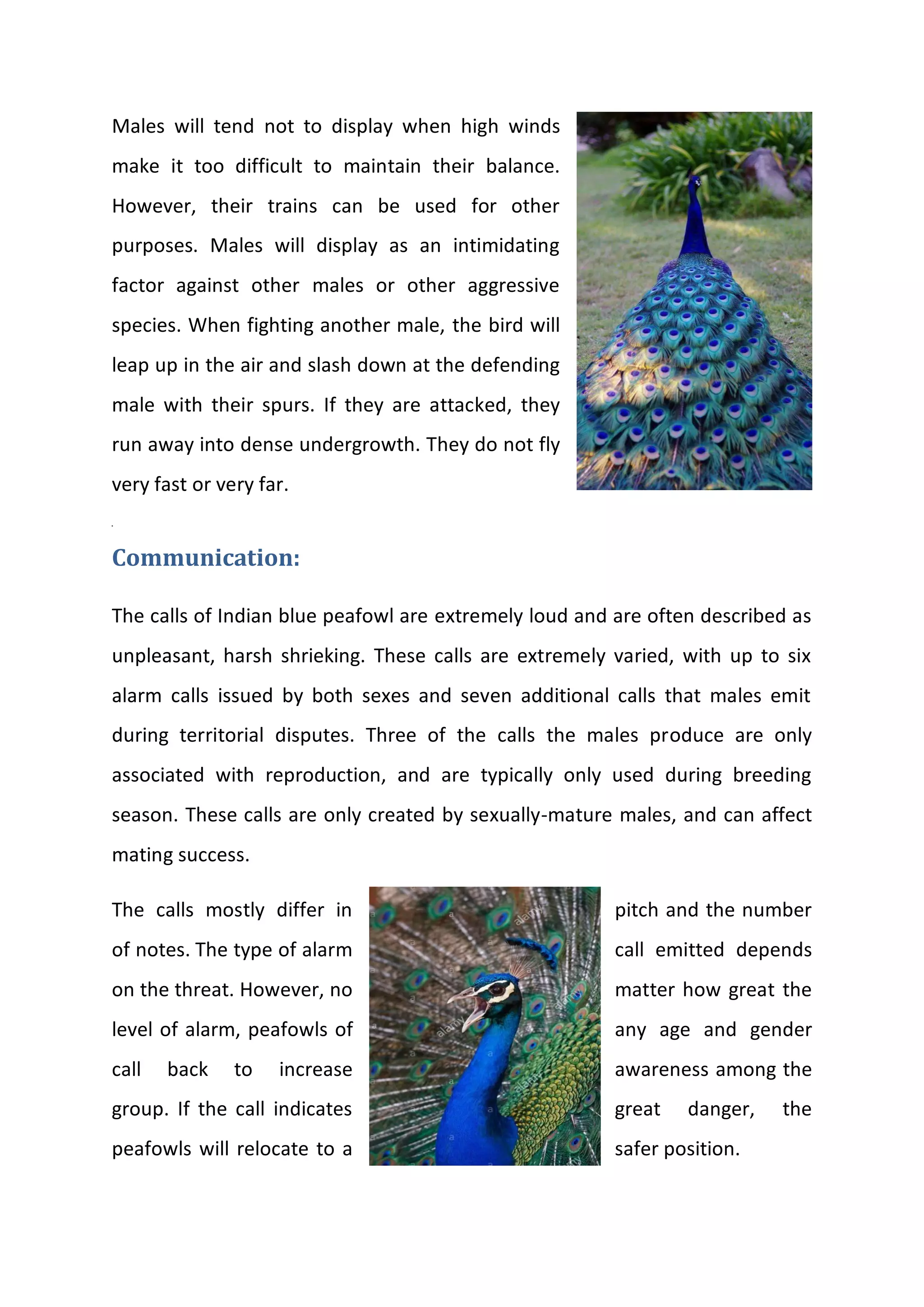Peacock | PDF