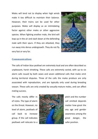 Peacock | PDF