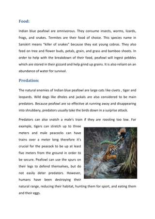 Peacock | PDF