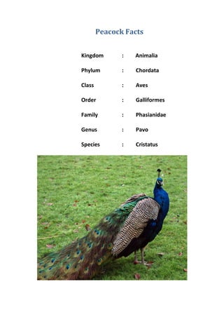 Peacock | PDF