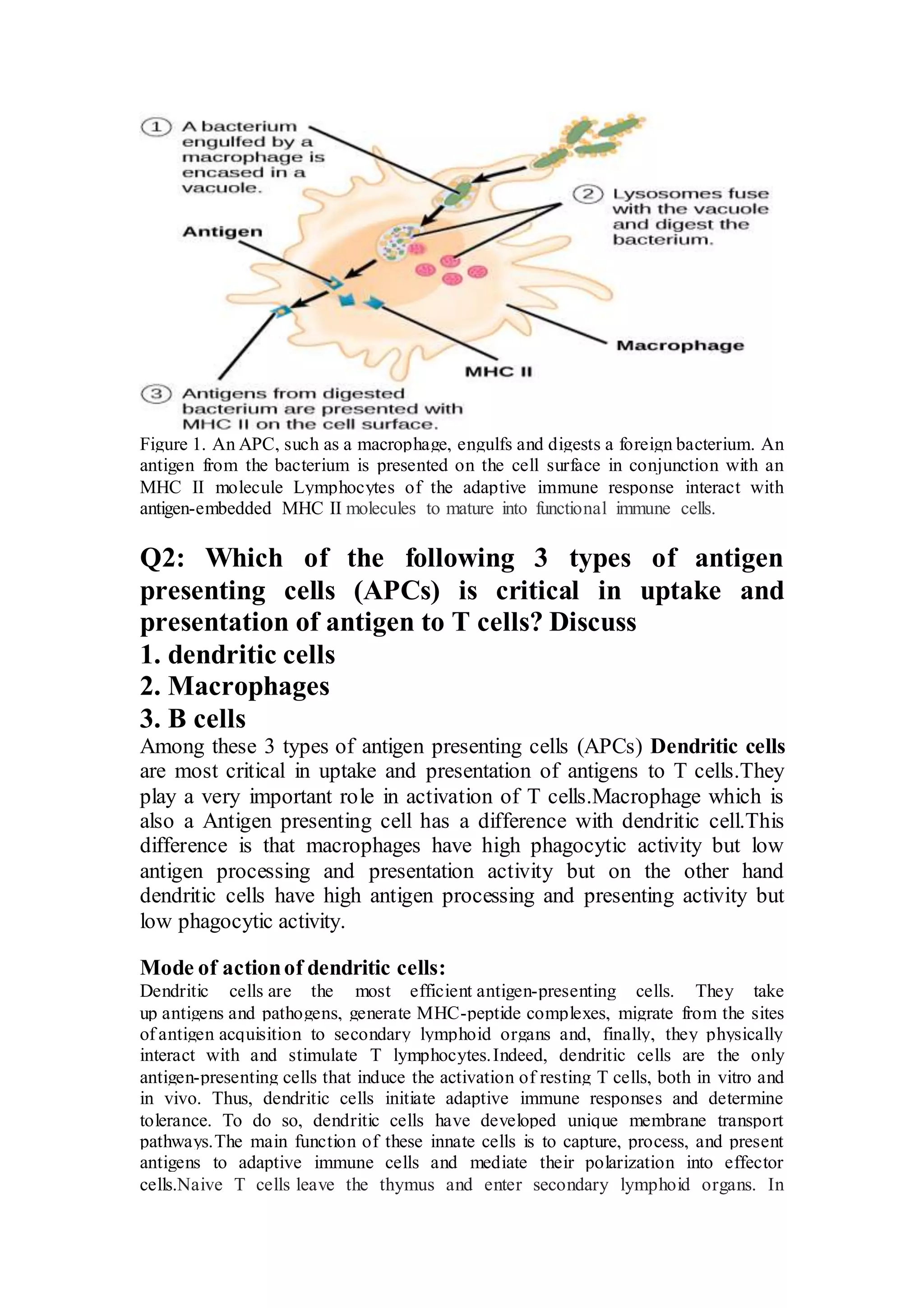 Antigen presenting cells | DOCX