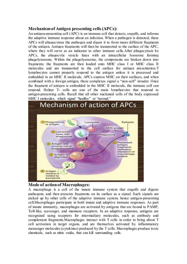 Antigen presenting cells | DOCX