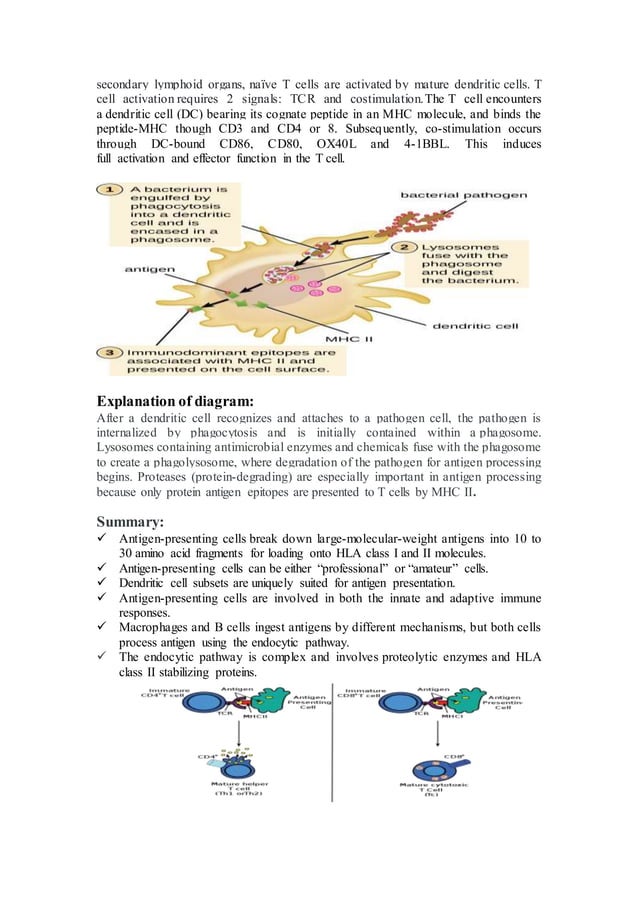 Antigen presenting cells | DOCX