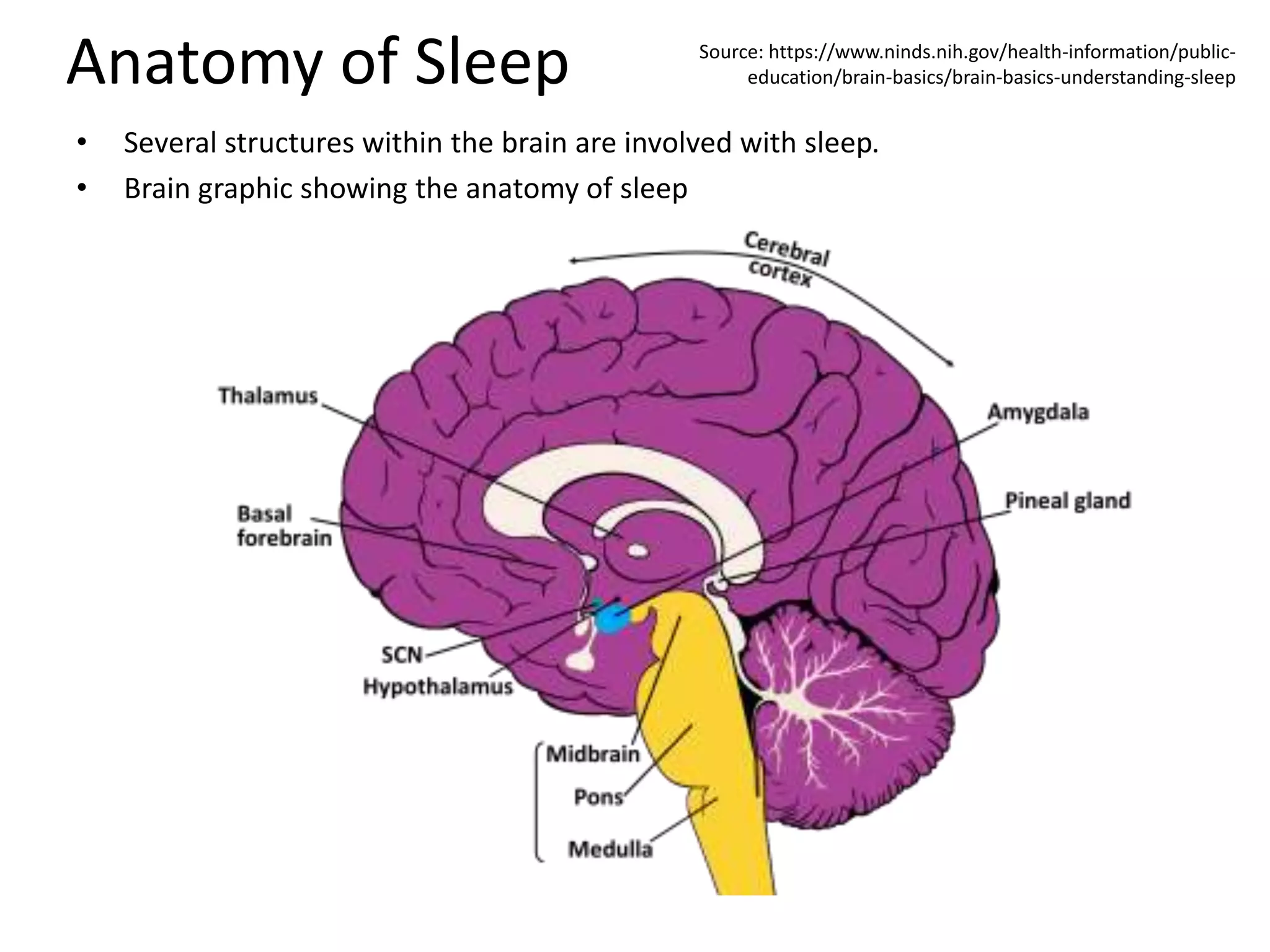 Sleep and Jet lag | PPTX