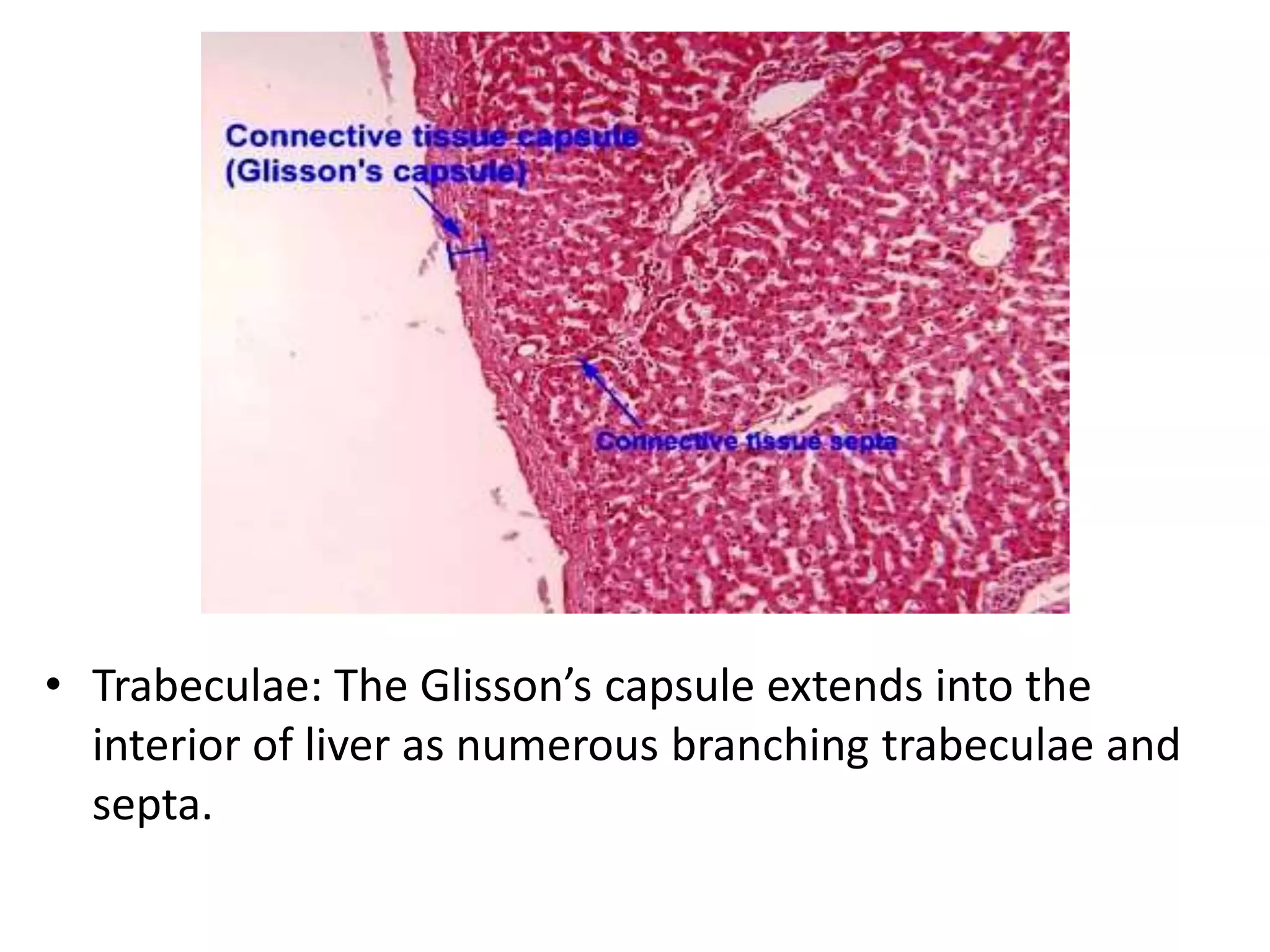 assigment Histology (B3)-Reduced-Reduced.pdf