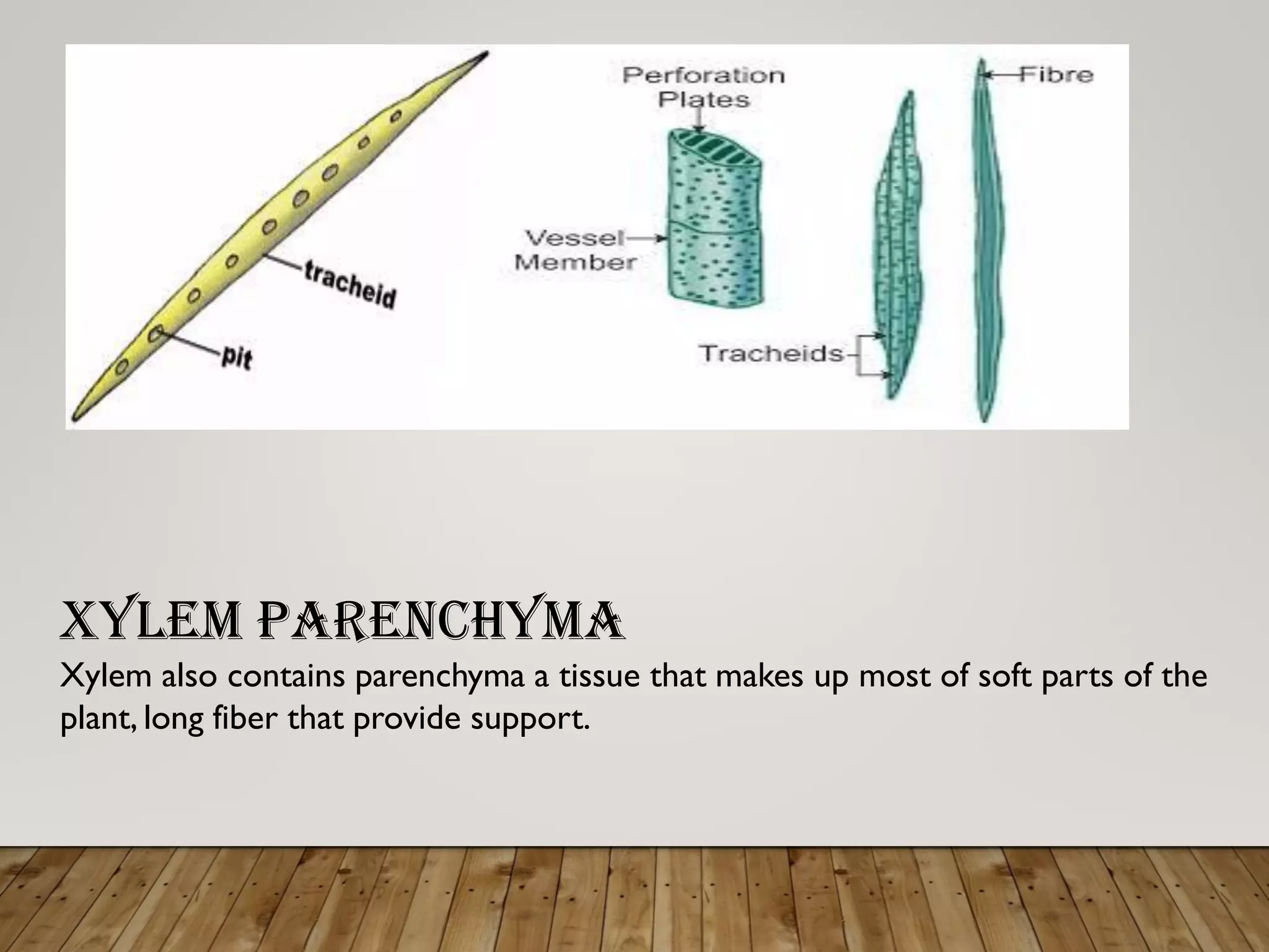 vascular tissue and its relation between primary and secondary tissue | PDF