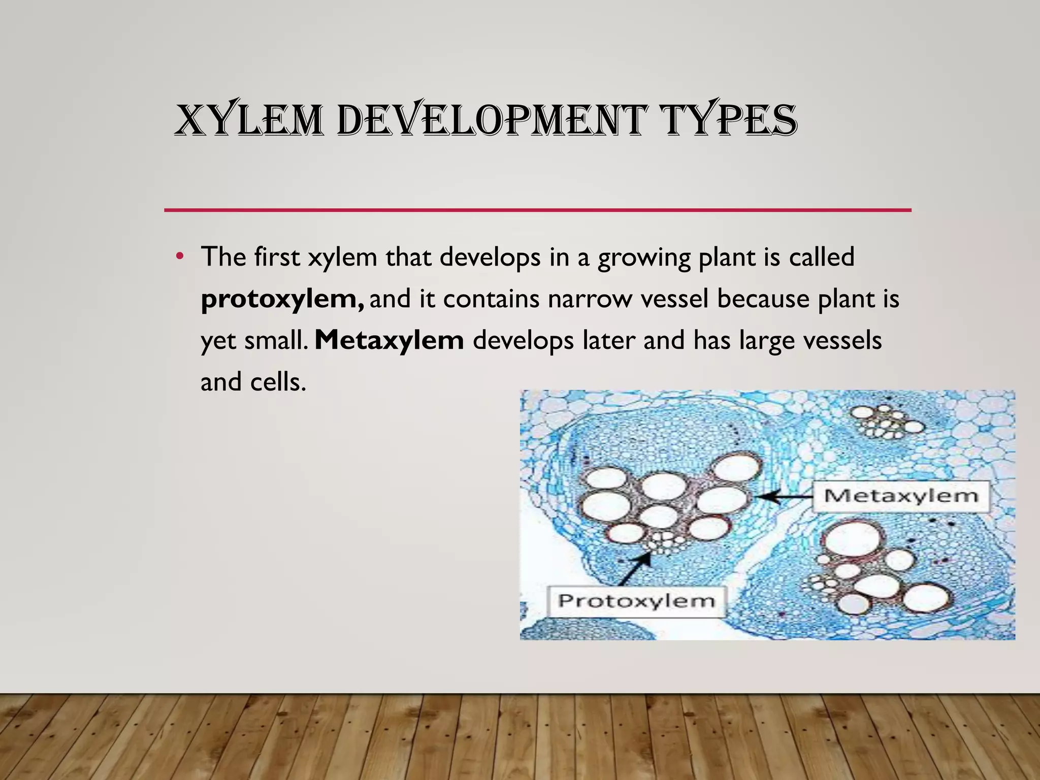 vascular tissue and its relation between primary and secondary tissue | PDF