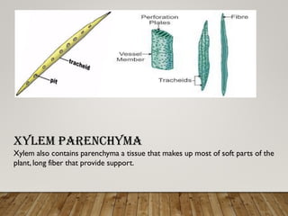 vascular tissue and its relation between primary and secondary tissue | PDF