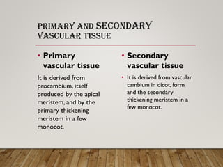 vascular tissue and its relation between primary and secondary tissue | PDF