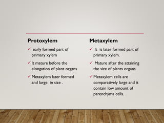 vascular tissue and its relation between primary and secondary tissue | PDF