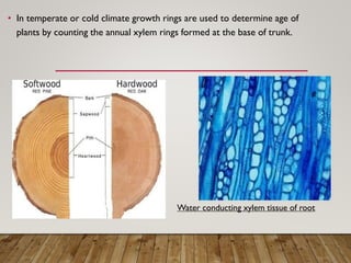 vascular tissue and its relation between primary and secondary tissue | PDF