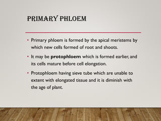 vascular tissue and its relation between primary and secondary tissue | PDF