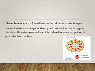 vascular tissue and its relation between primary and secondary tissue | PDF