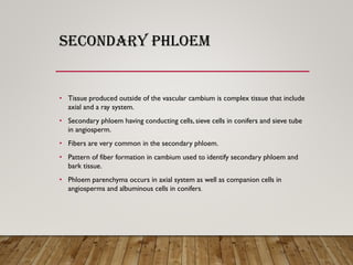 vascular tissue and its relation between primary and secondary tissue | PDF