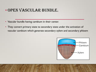 vascular tissue and its relation between primary and secondary tissue | PDF